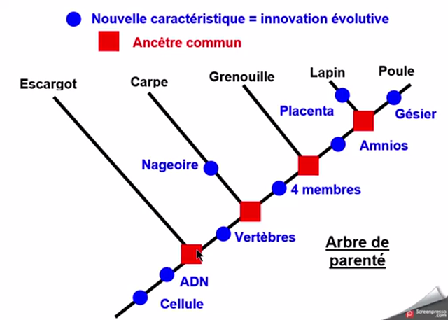 Pod - Arbre De Parenté